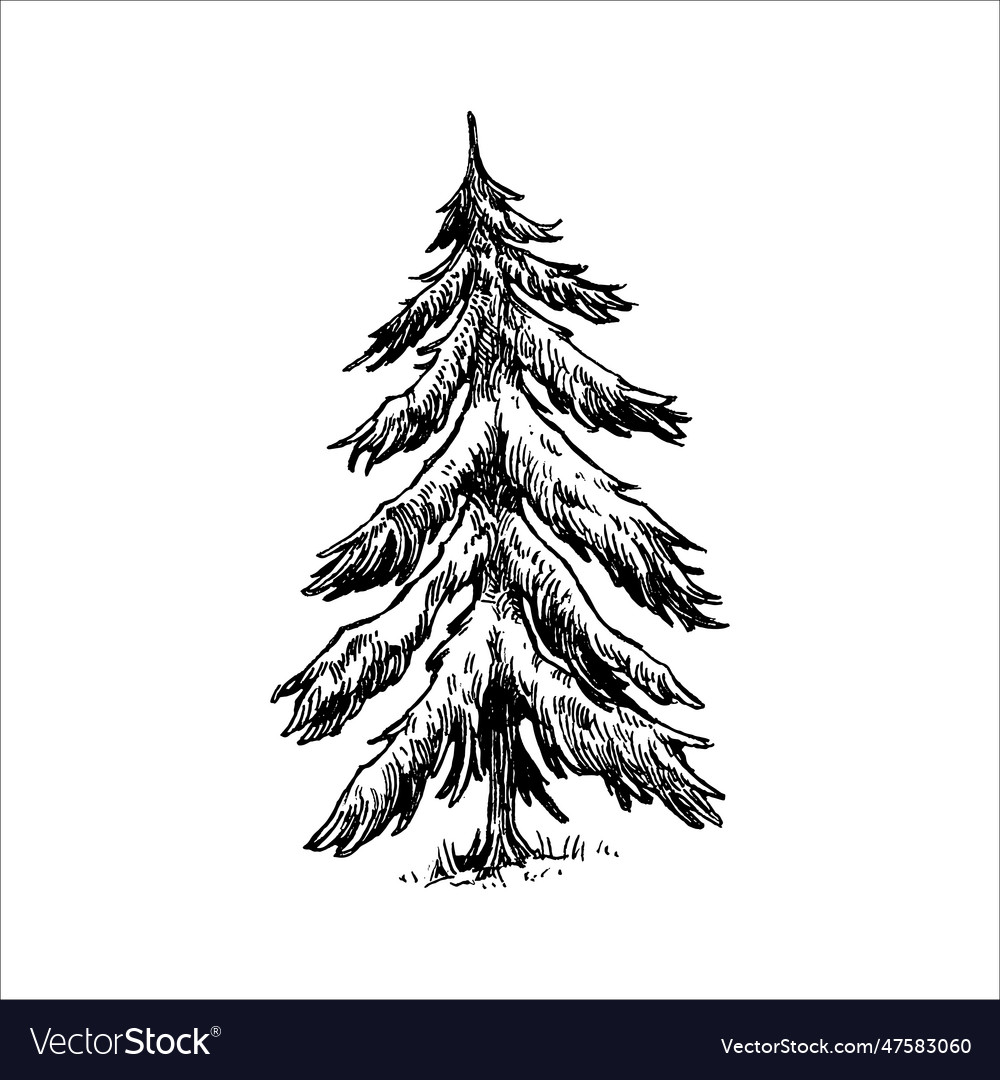 Hand drawn tree pine tree forest Royalty Free Vector Image