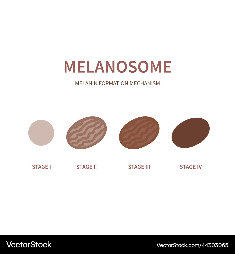 Melanin synthesis during melanosome maturation Vector Image