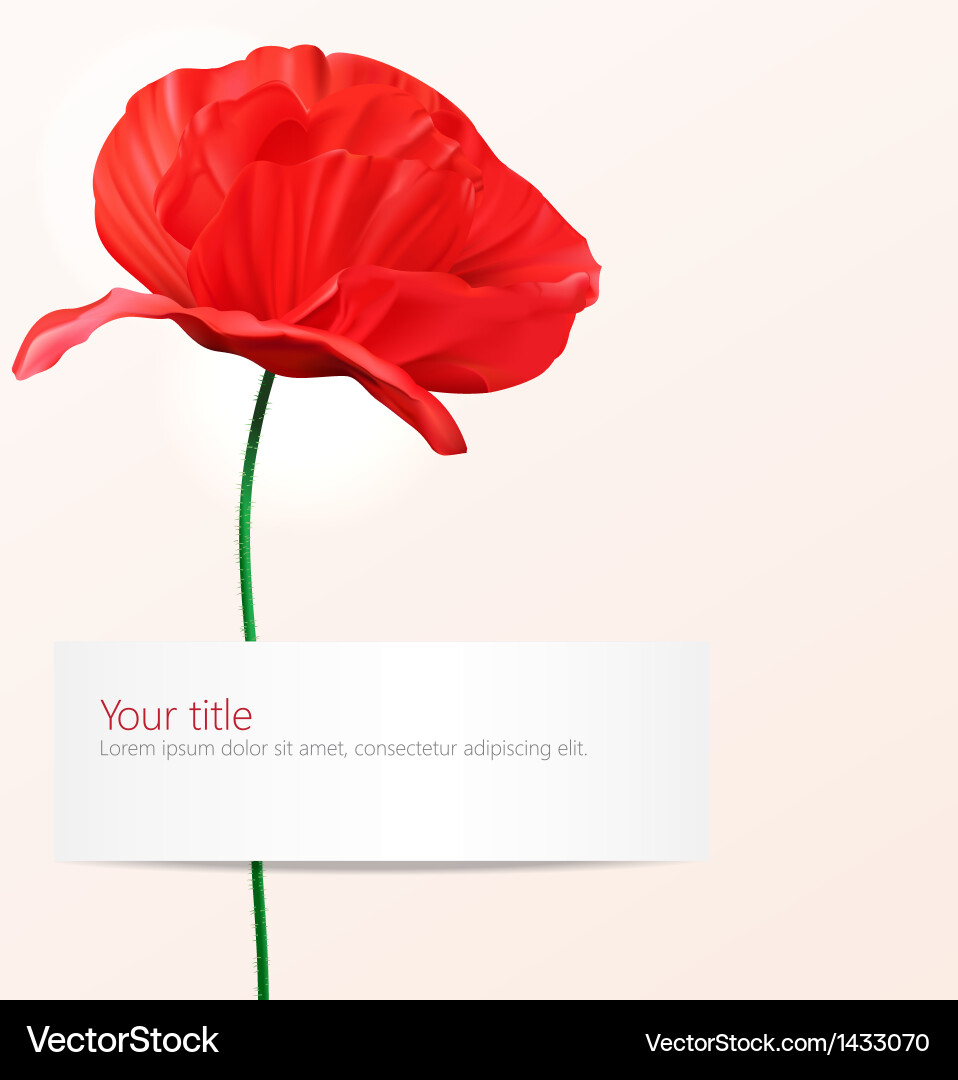 Background with poppy flower Royalty Free Vector Image