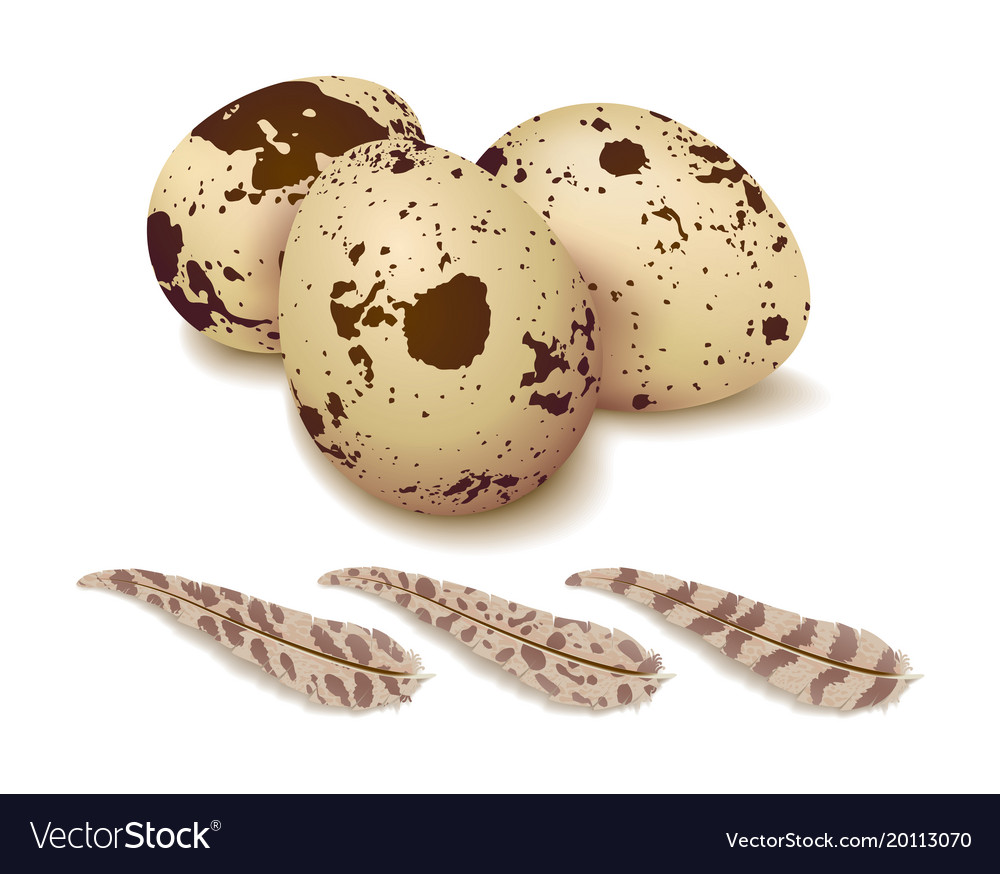 Quail Eggs On A White Background Royalty Free Vector Image