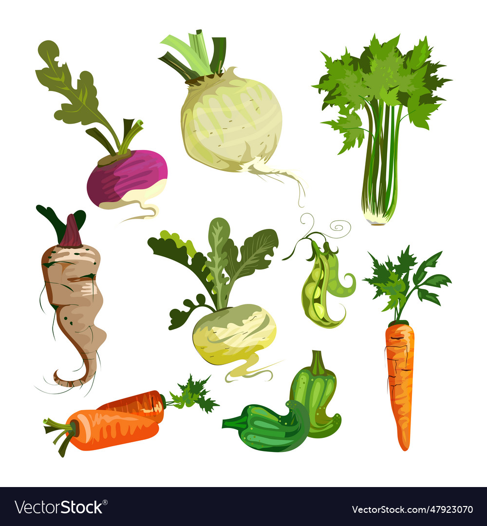 Vegetables from garden set Royalty Free Vector Image