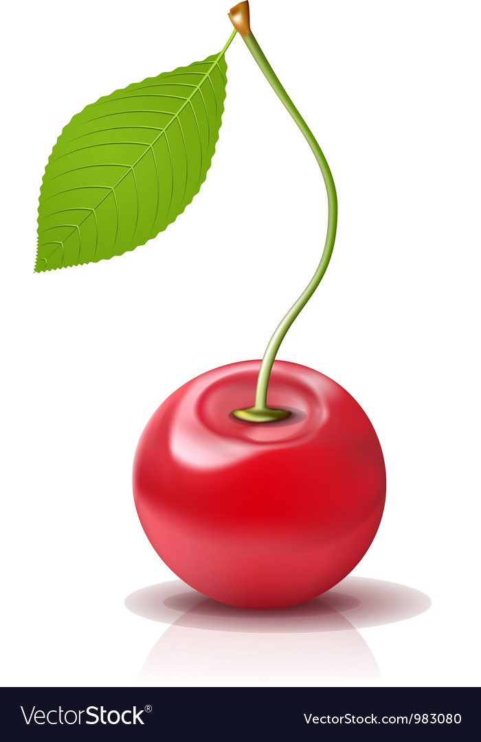 Cherry Royalty Free Vector Image - VectorStock