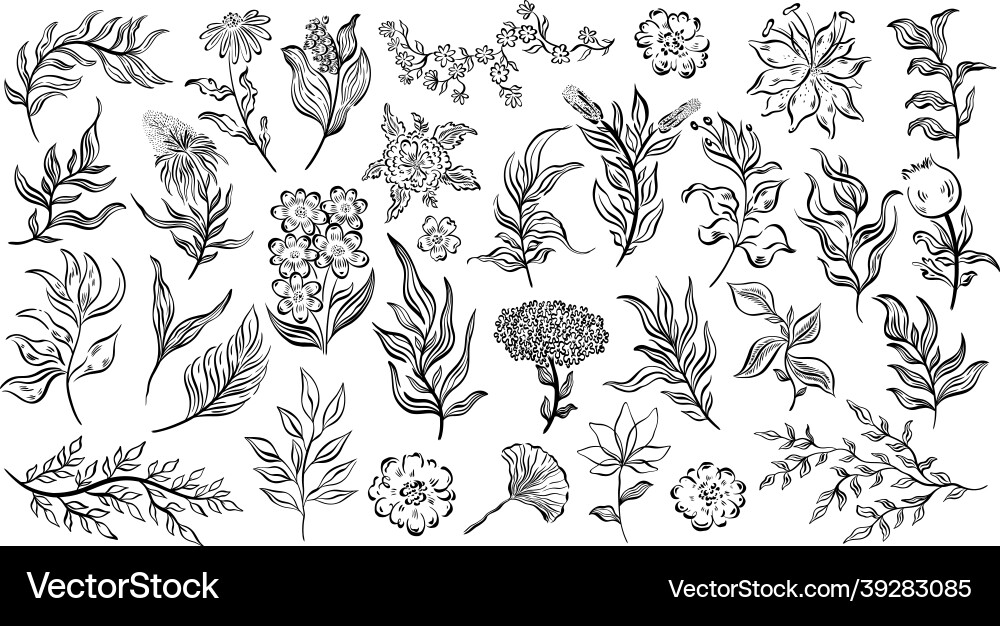 Plant nature hand drawn set collection botanical Vector Image