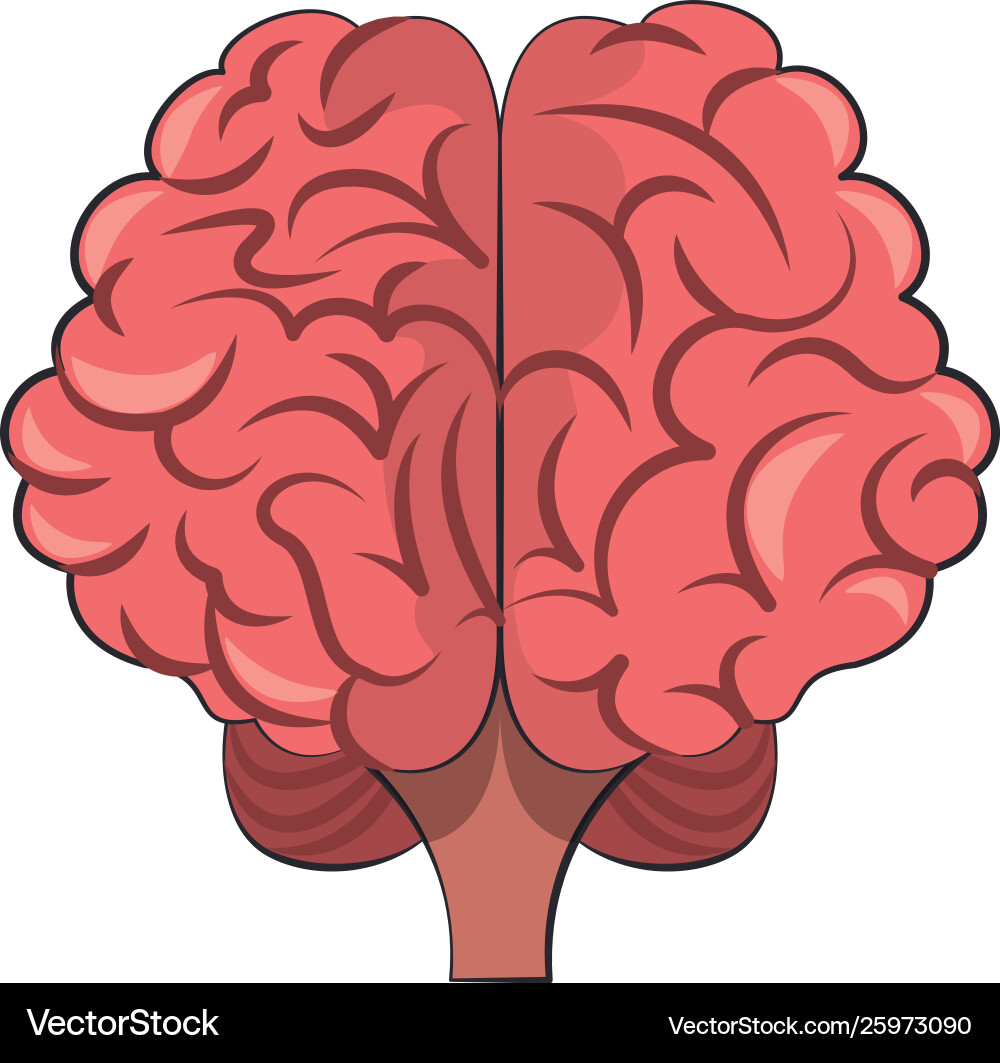 Human brain intelligence and creativity cartoons Vector Image