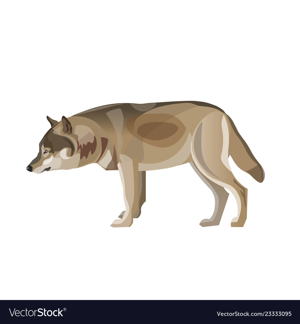 Gray wolf standing Royalty Free Vector Image - VectorStock
