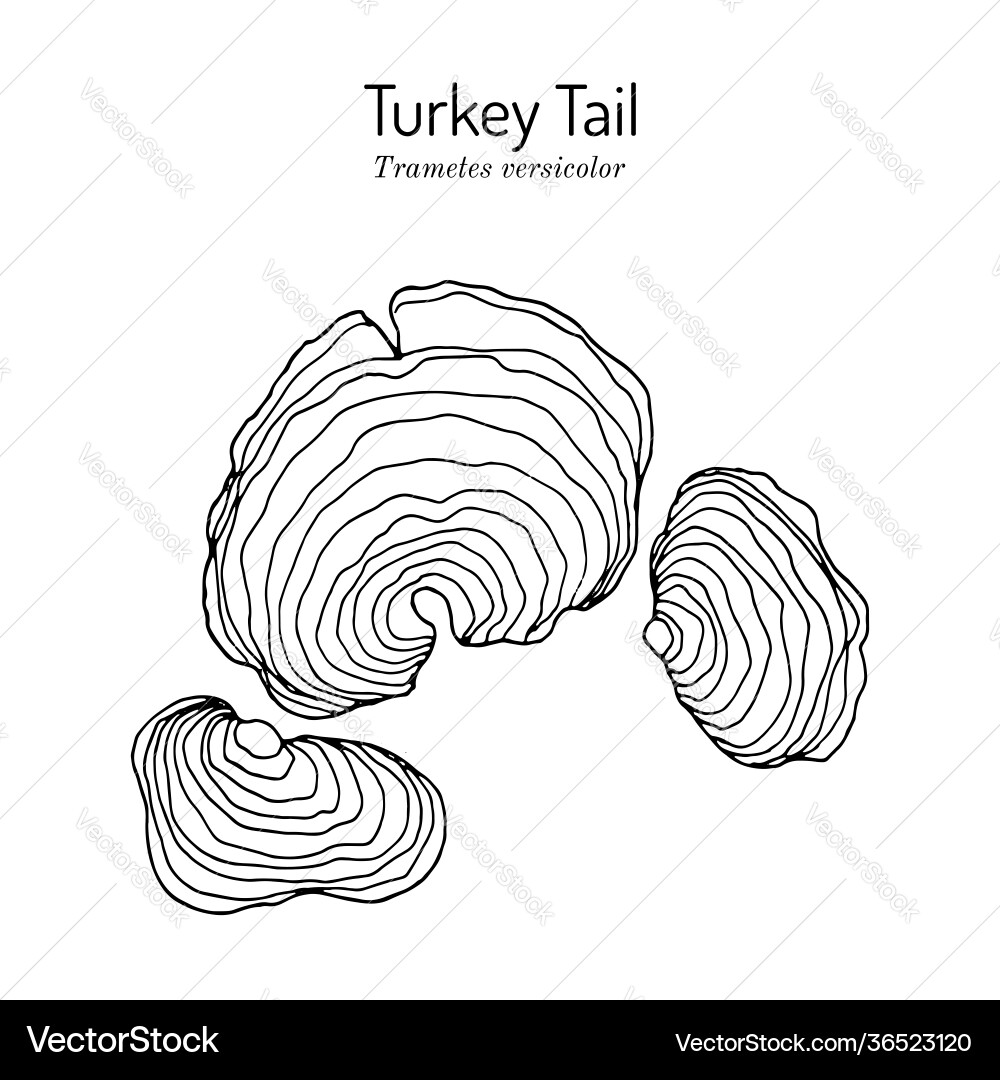 Turkey tail mushroom trametes versicolor Vector Image