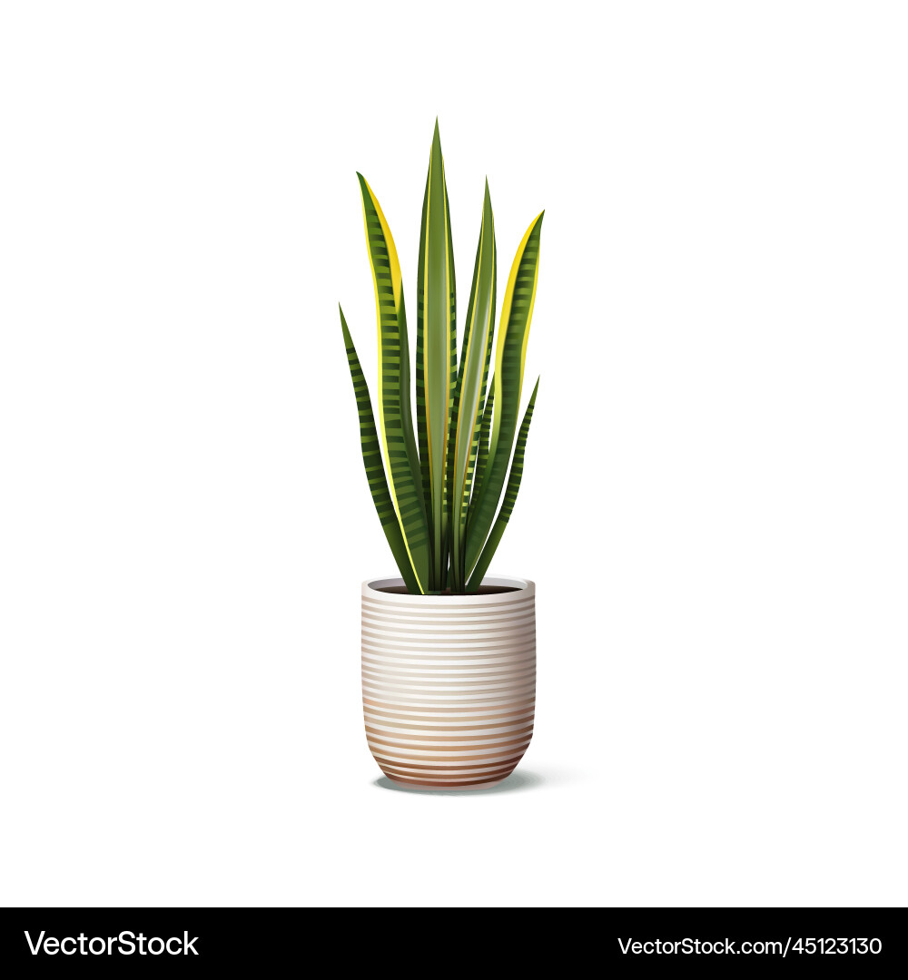 Realistic indoor snake plant in ceramic pot Vector Image