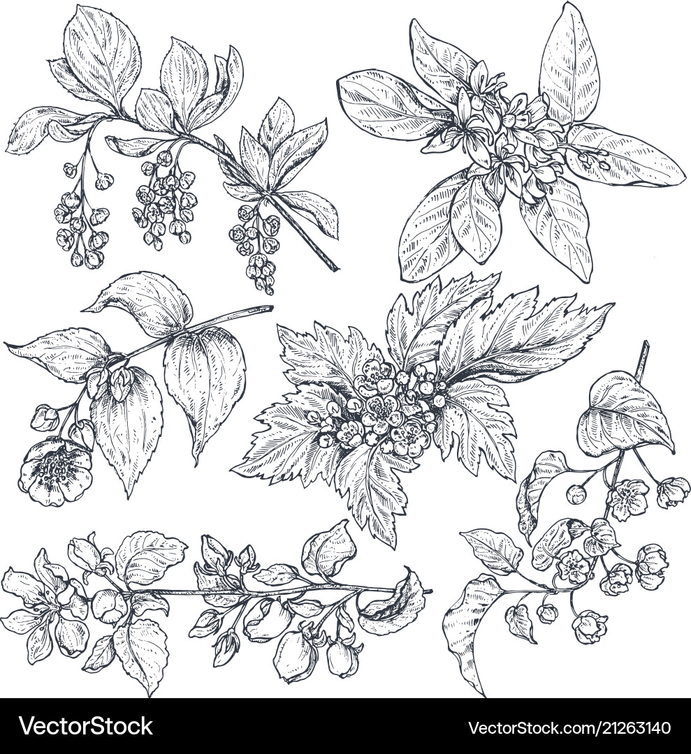 Set of hand drawn ink sketch spring branches Vector Image