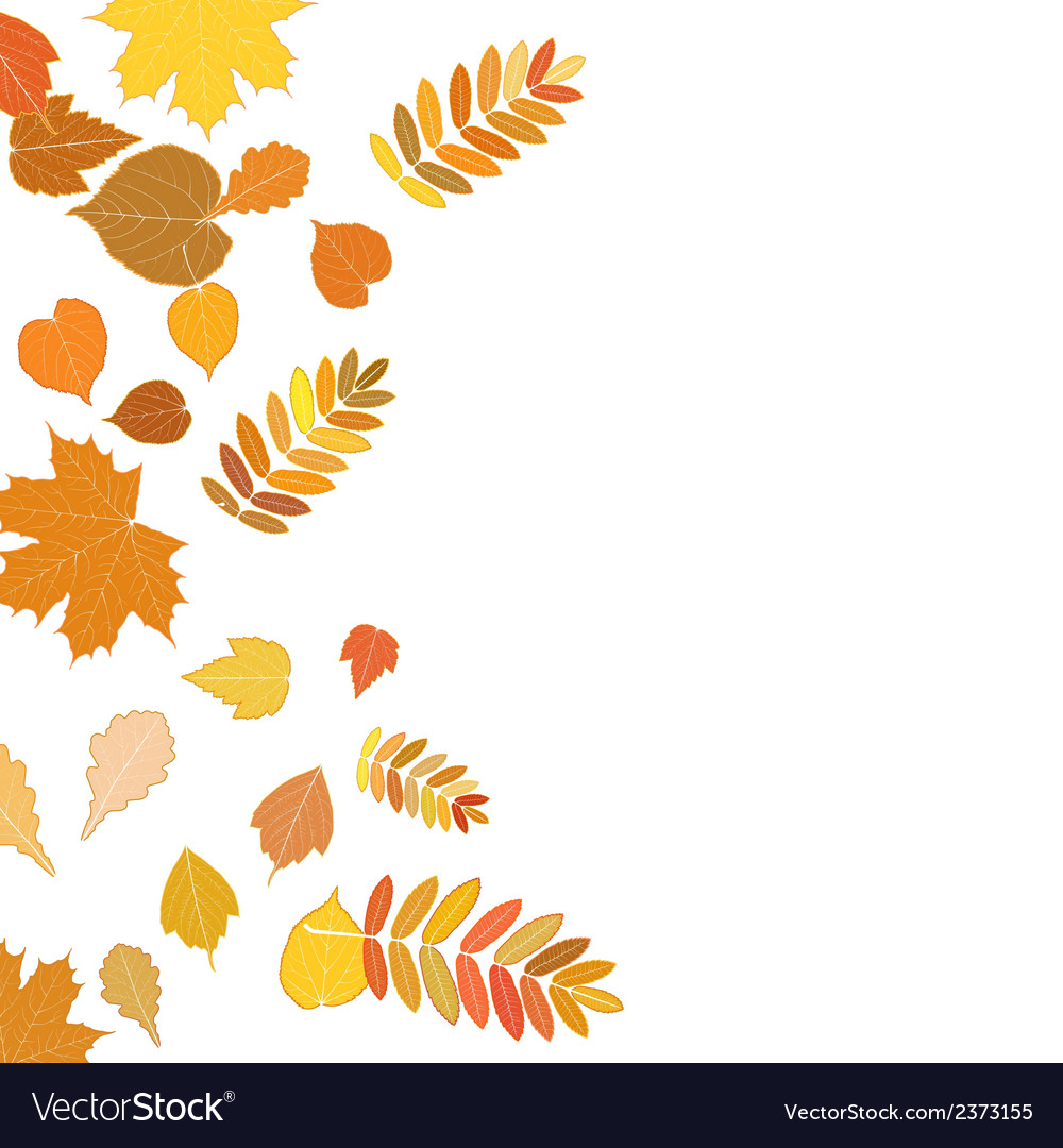 Autumn leaves falling and spinning on white Vector Image