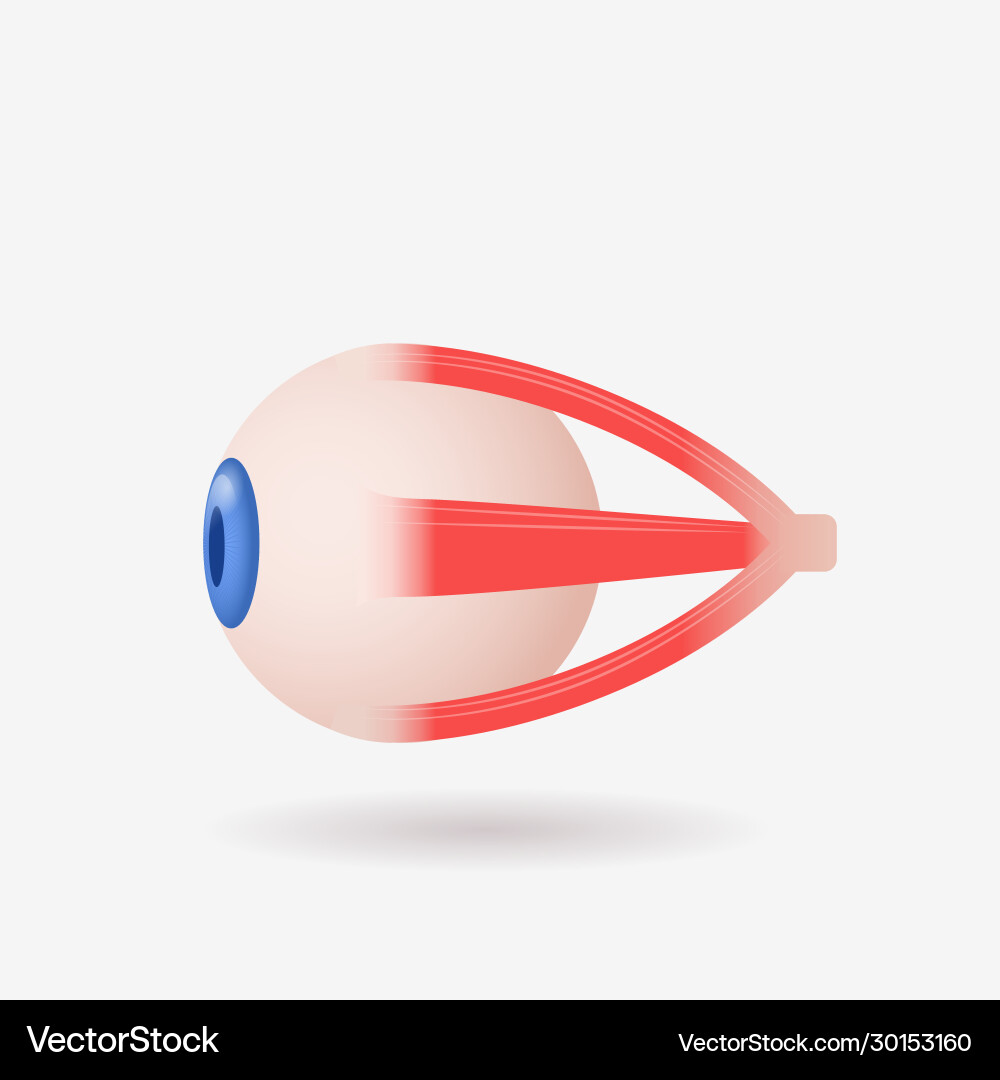 Human eye icon internal organ structure detailed Vector Image
