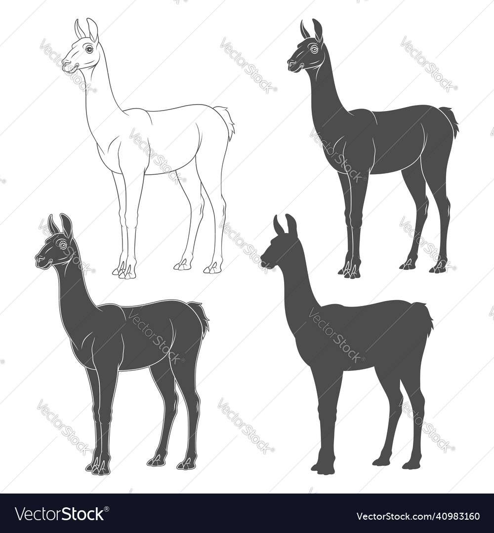 Set of with shorn llama alpaca Royalty Free Vector Image