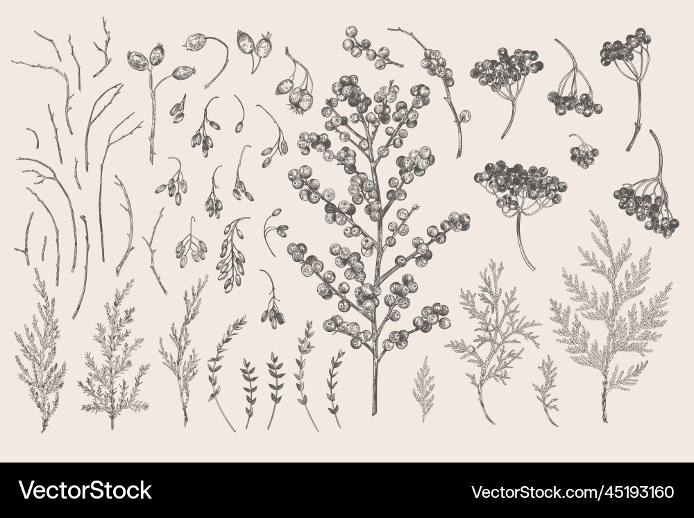 Set with winter berries and evergreens Royalty Free Vector