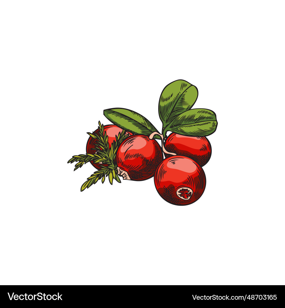 Cranberry branch vintage hand drawn Royalty Free Vector