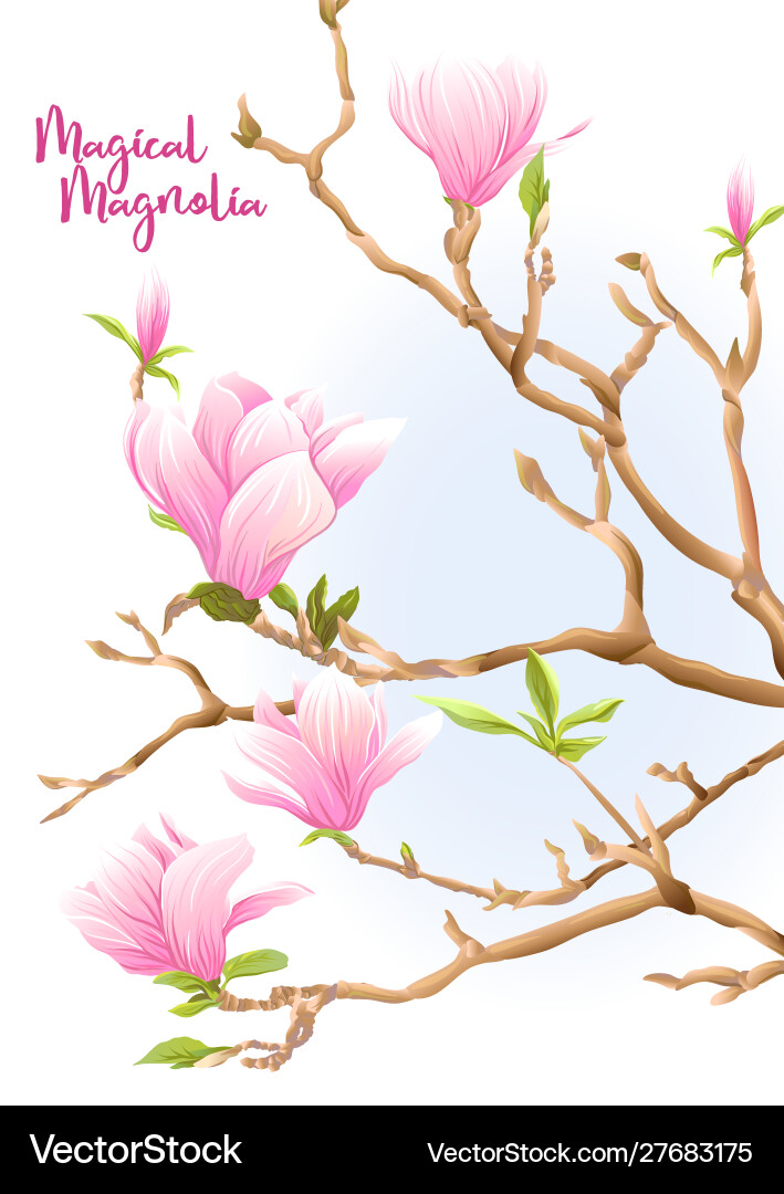 Magnolia tree branch with flowers Royalty Free Vector Image