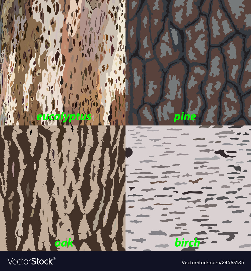 Tree bark Royalty Free Vector Image - VectorStock