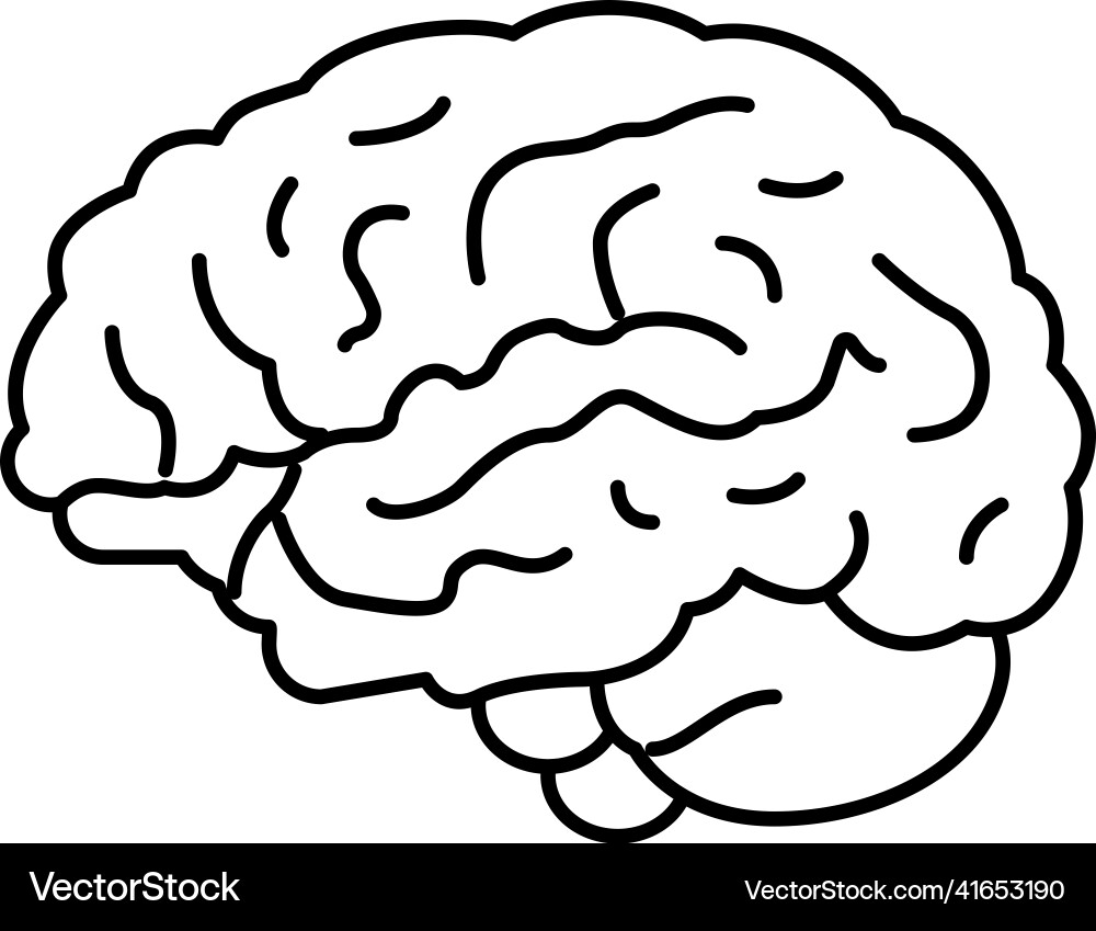 Brain anatomy organ line icon Royalty Free Vector Image