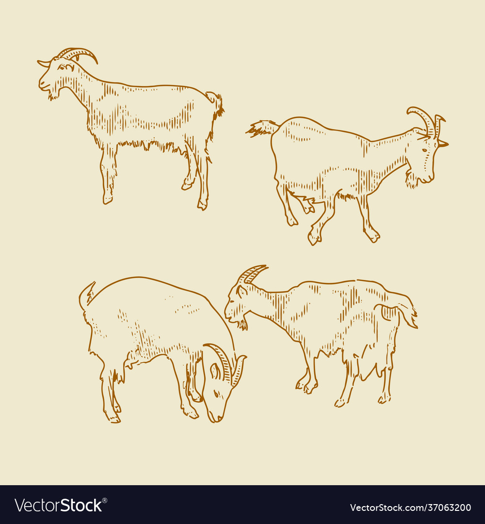 Goats set Royalty Free Vector Image - VectorStock