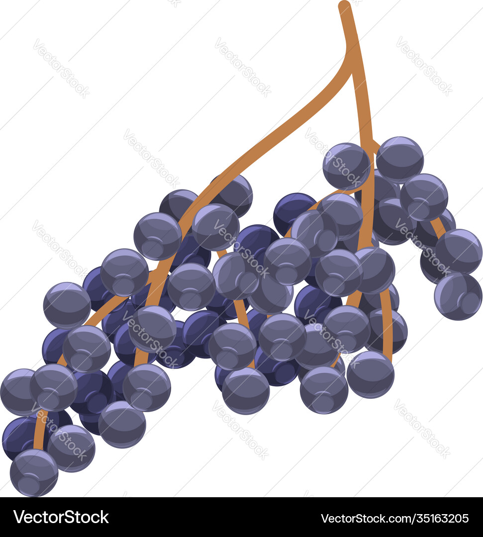 Farm elderberry icon cartoon style Royalty Free Vector Image