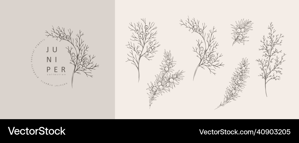Juniper floral logo and branch set hand drawn Vector Image