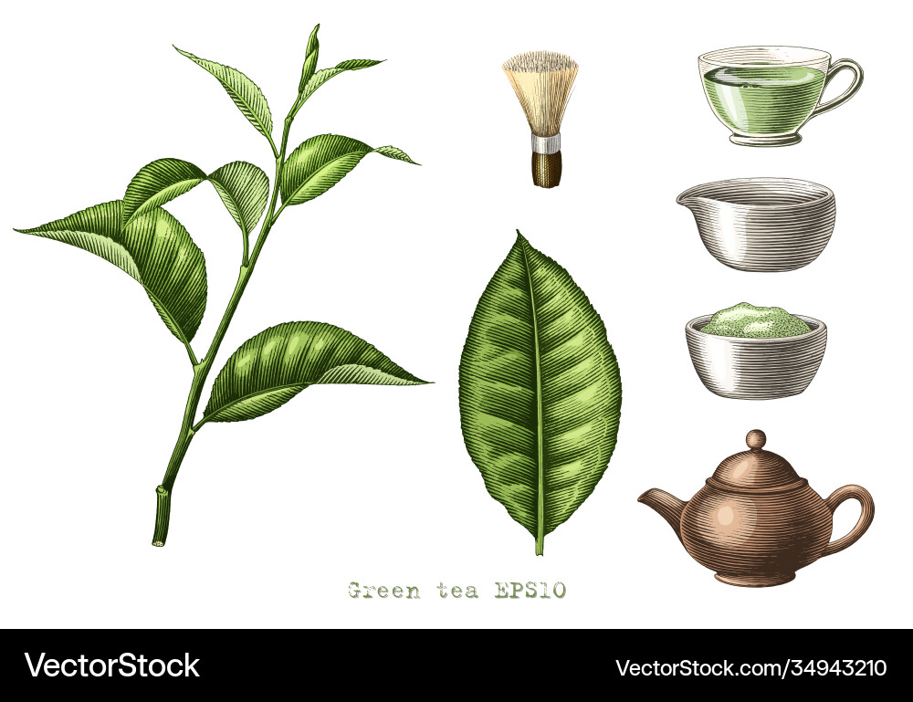 Green tea collection hand drawing engraving style Vector Image