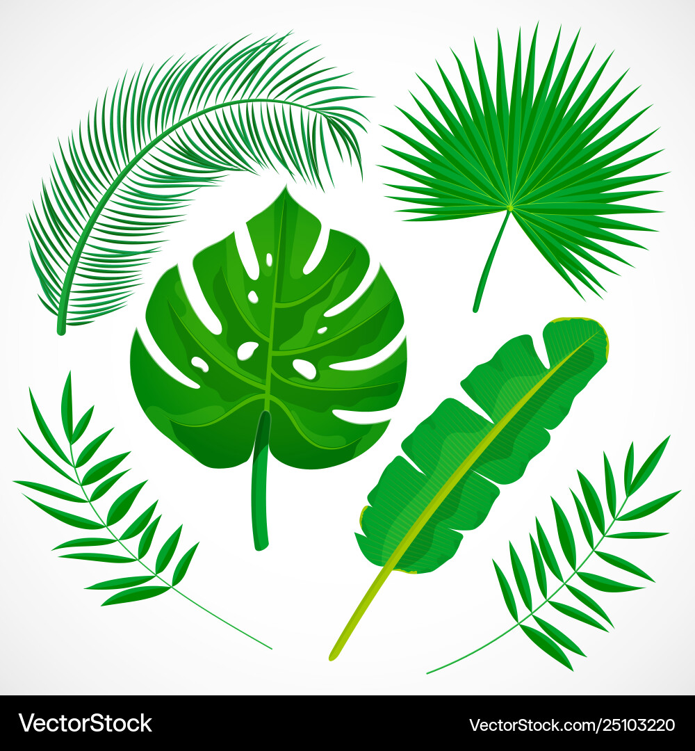 Flat palm leaves set Royalty Free Vector Image