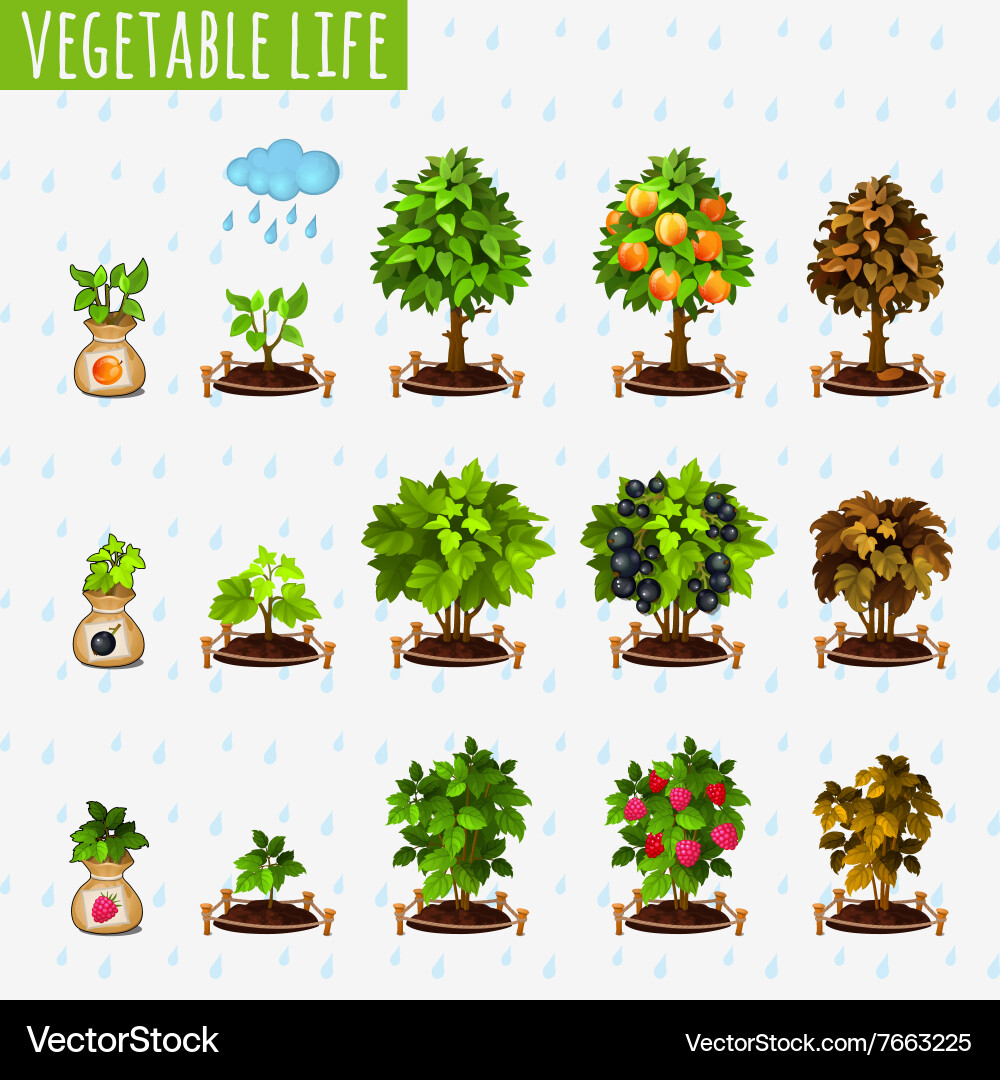Growth stages fruits and berries Royalty Free Vector Image