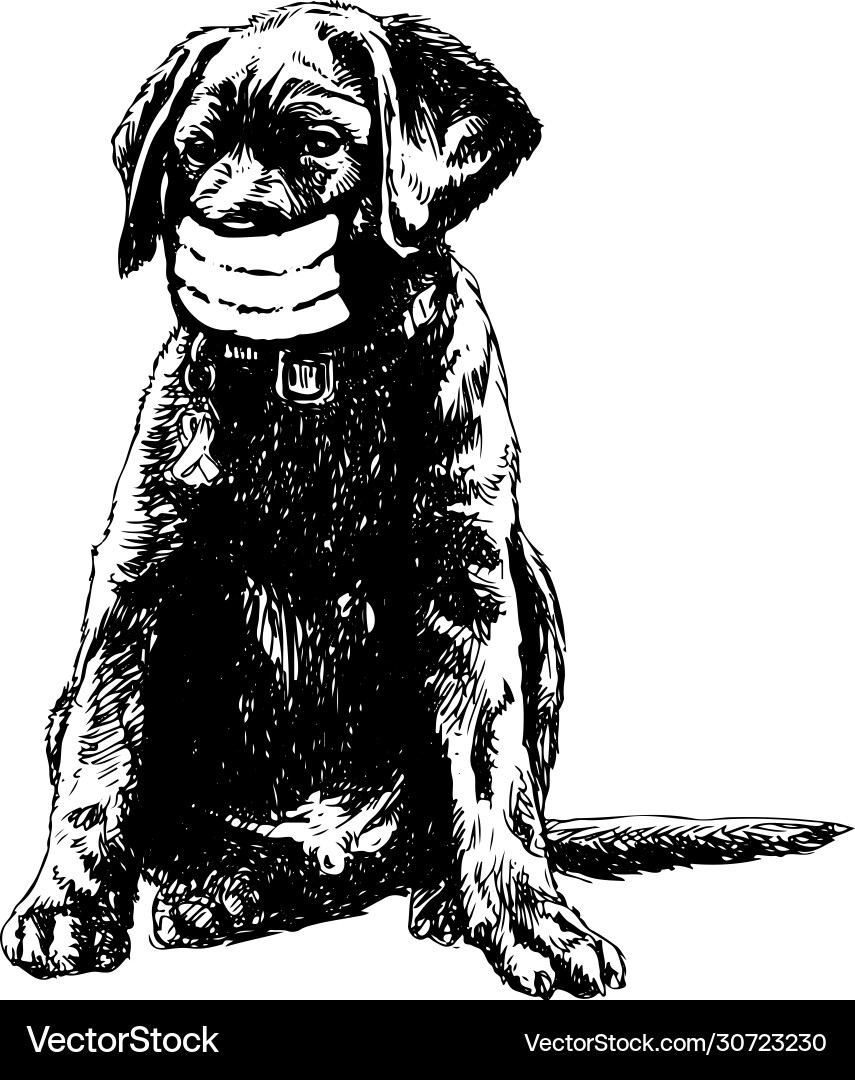 Labrador retriever dog with mask Royalty Free Vector Image