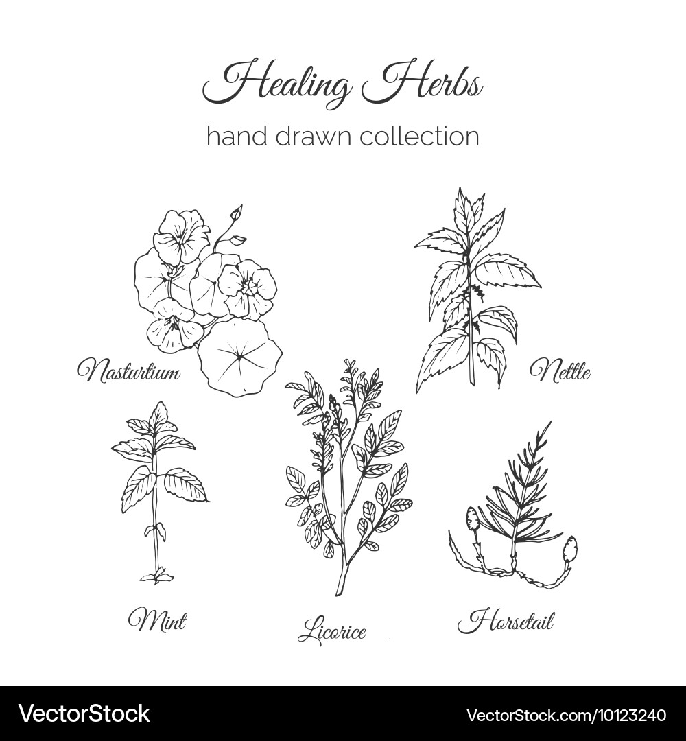 Holistic medicine healing herbs Royalty Free Vector Image