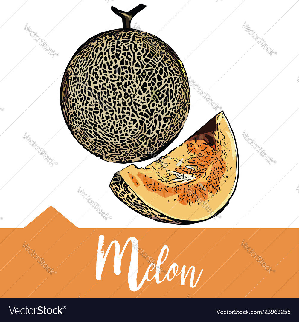 A melon Royalty Free Vector Image - VectorStock