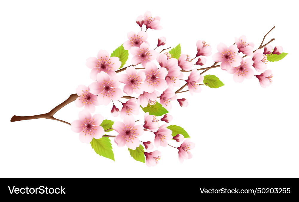 Pink cherry blossom flower branch Royalty Free Vector Image