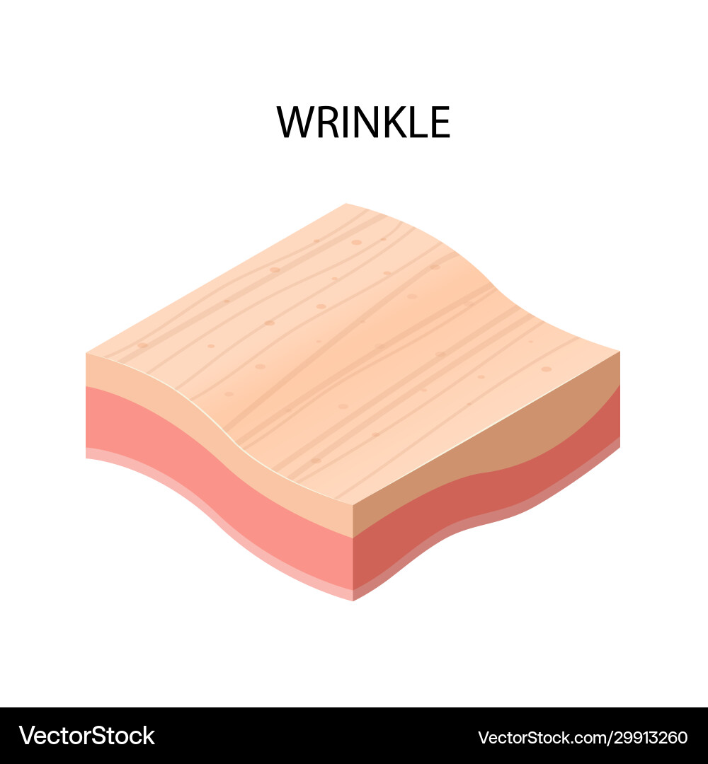 Wrinkle formation cross-section human skin Vector Image