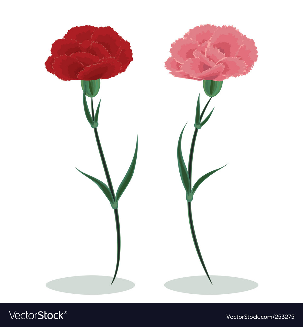 Two carnations Royalty Free Vector Image - VectorStock