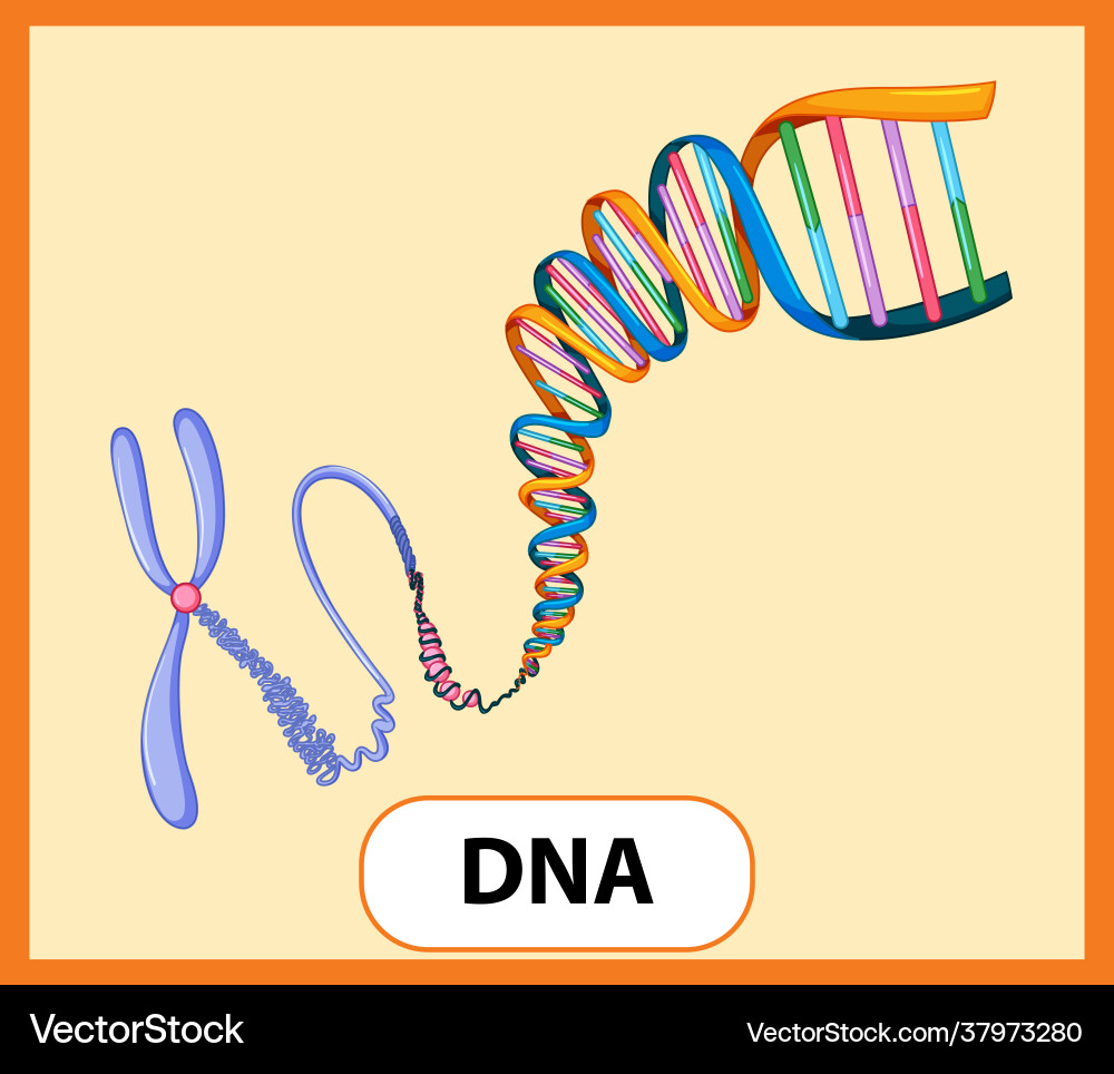 Educational english word card dna Royalty Free Vector Image