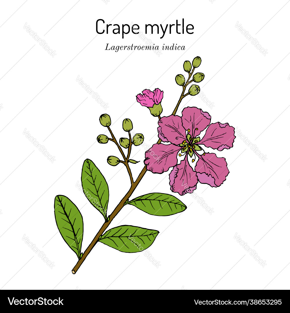 Crape myrtle or crepeflower lagerstroemia indica Vector Image
