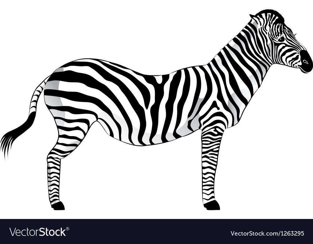 Zebra Royalty Free Vector Image - VectorStock