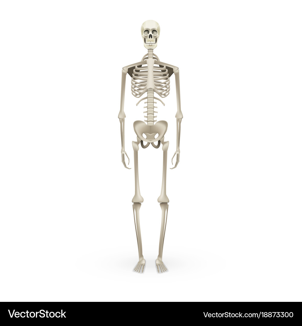 Realistic skeleton human anatomy isolated on white