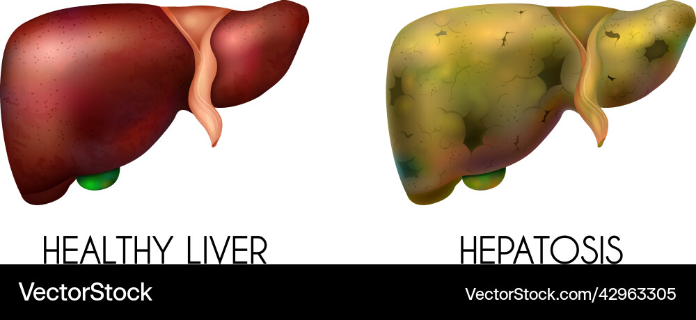 Realistic human internal organs liver healthy Vector Image