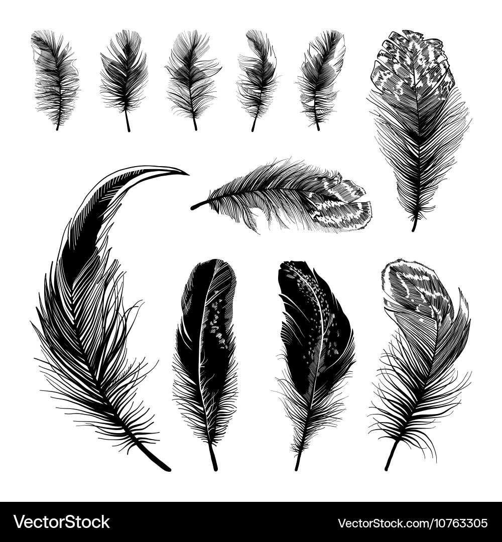 Set of four straight feathers Royalty Free Vector Image