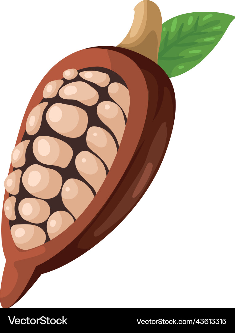 Cocoa fruit plant open Royalty Free Vector Image