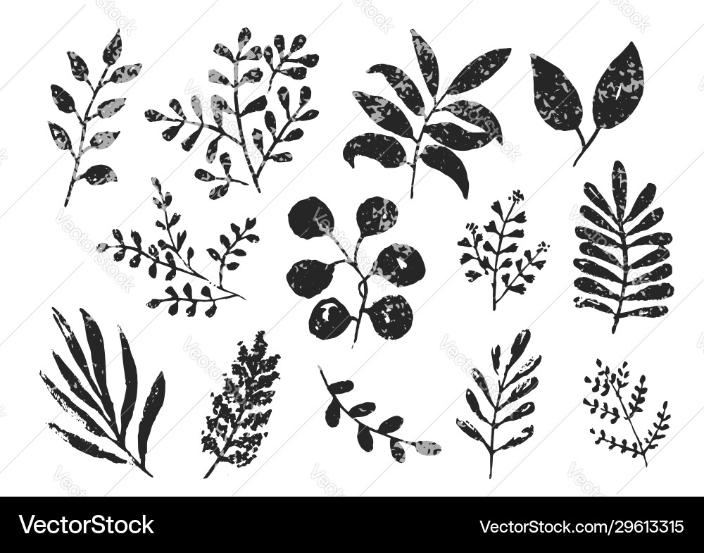 Collection textured ink leaves and branches Vector Image