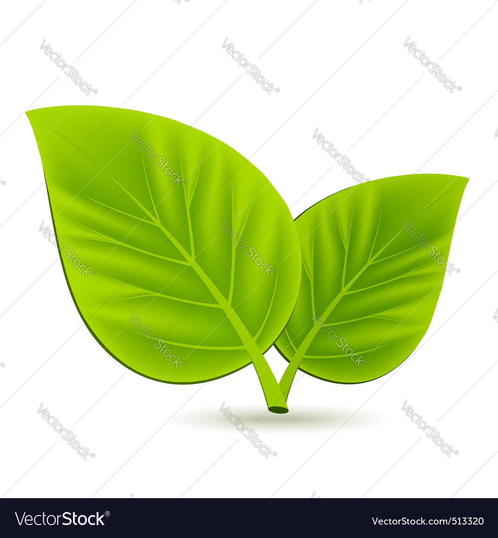 Leaf Royalty Free Vector Image - VectorStock