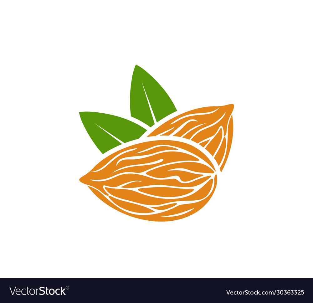 Almond Royalty Free Vector Image Vectorstock