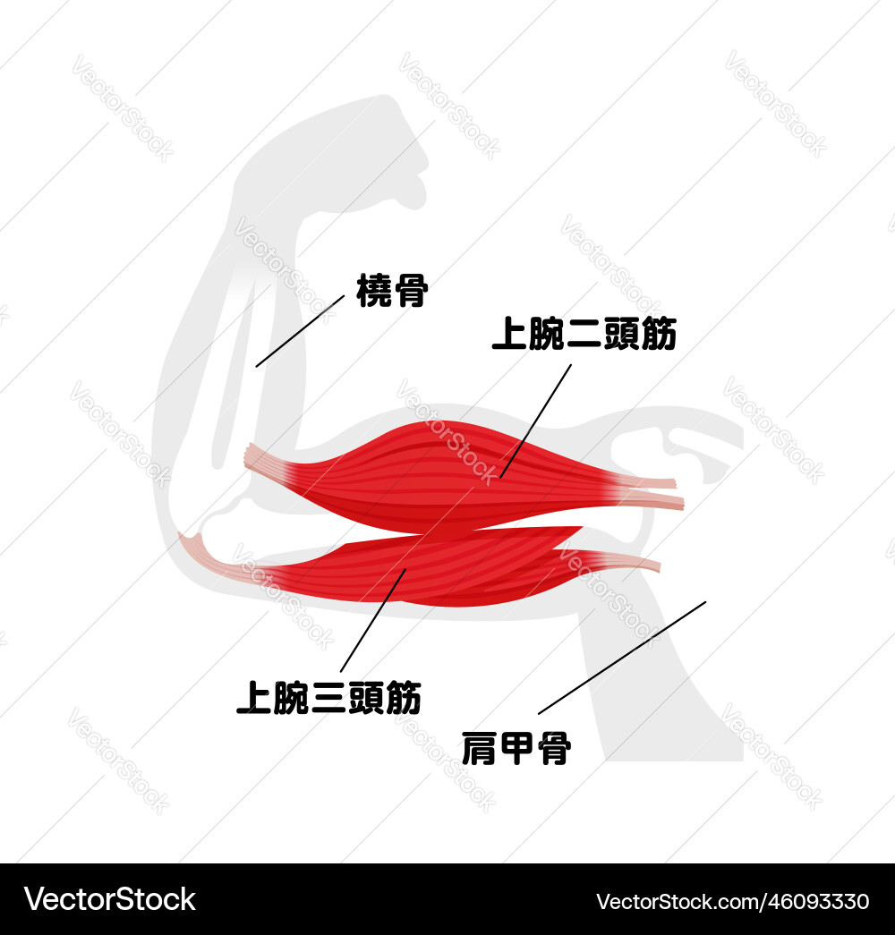 Arm muscle anatomical biceps and triceps Vector Image