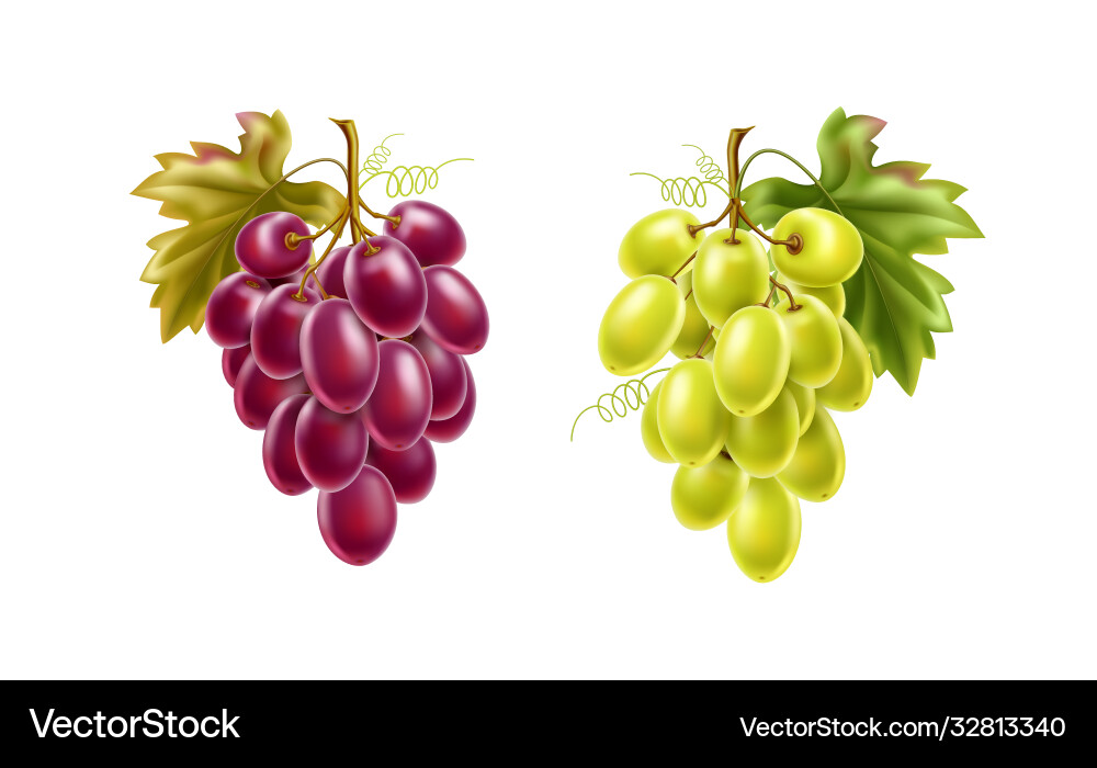 Realistic red green grape bunch with leaves Vector Image