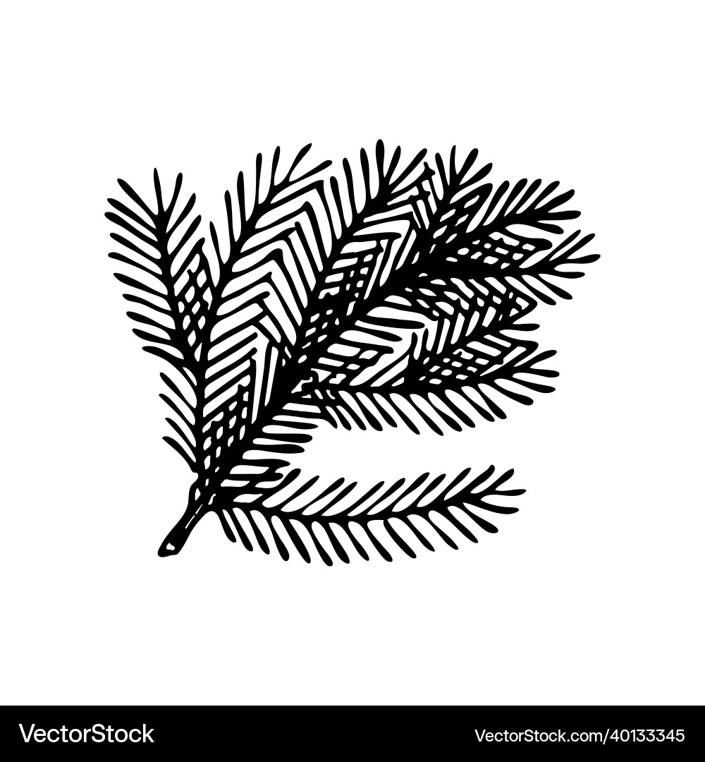 Doodle spruce tree branch line art forest nature Vector Image