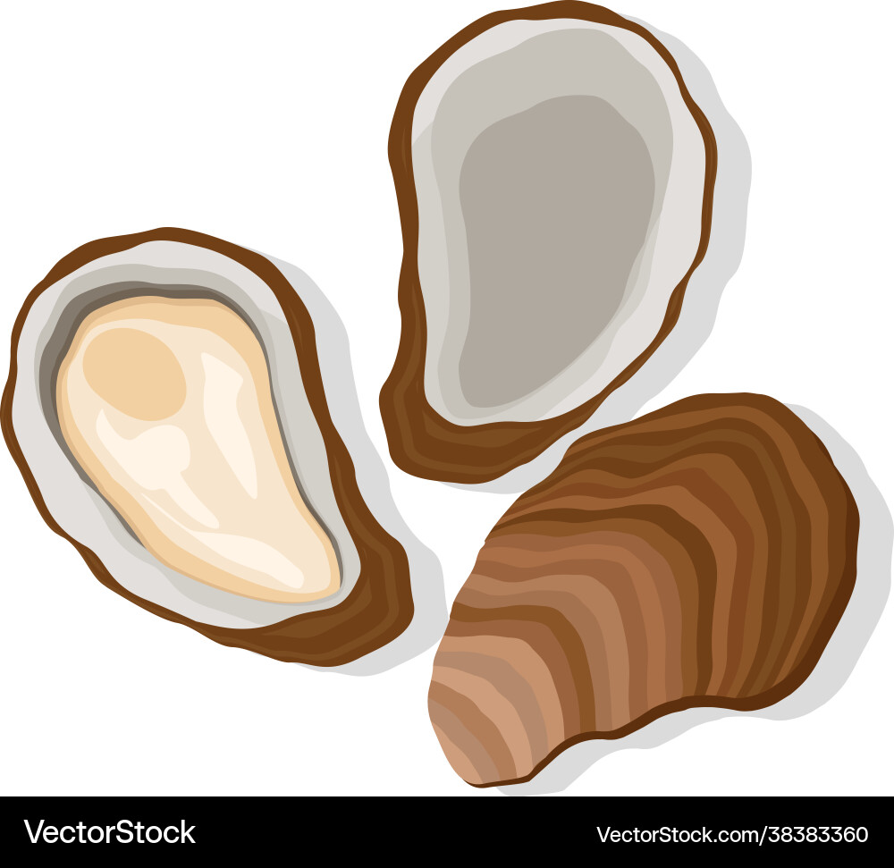 Oyster set on a white background top view Vector Image