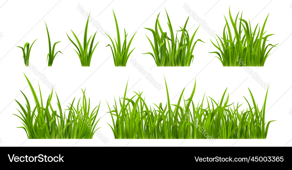 Green grass realistic weed plants for lawn Vector Image