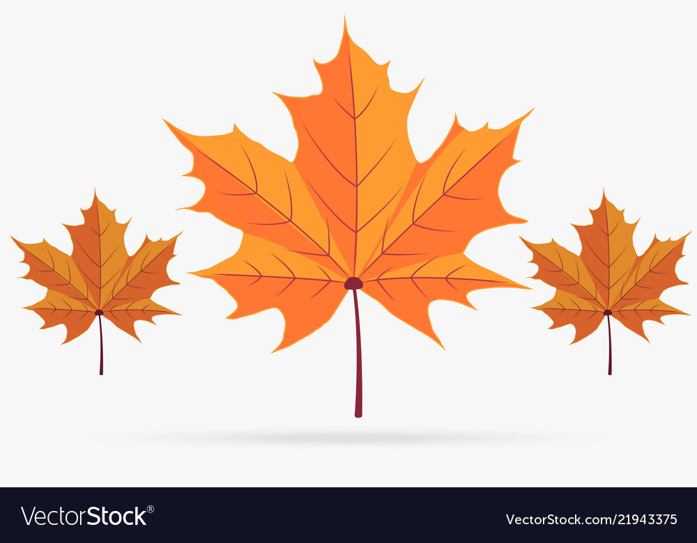 Autumn Orange Maple Leaf Fall Isolated On White Vector Image