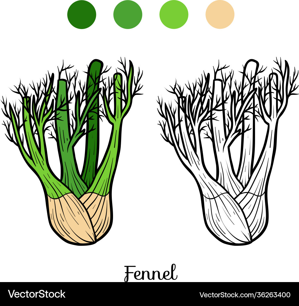 Coloring book fennel Royalty Free Vector Image