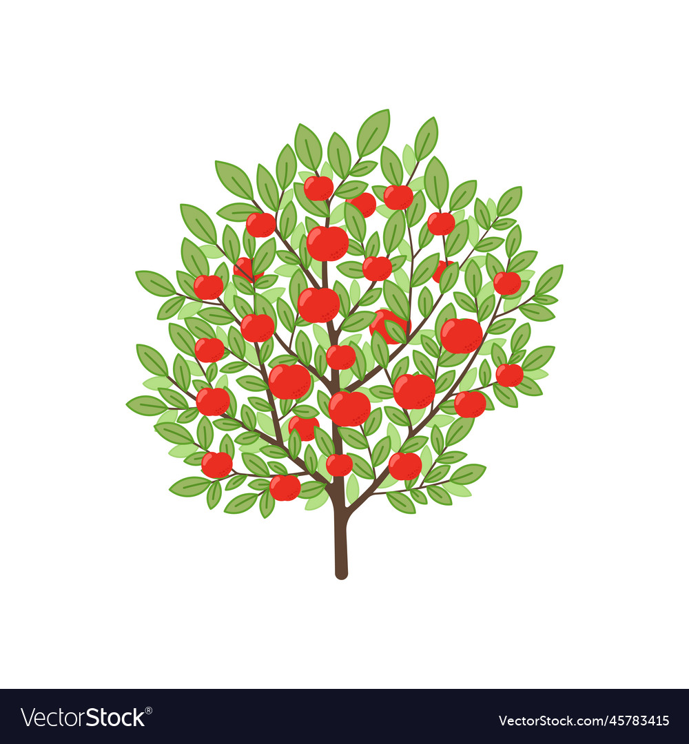 Apple tree fruit Royalty Free Vector Image - VectorStock